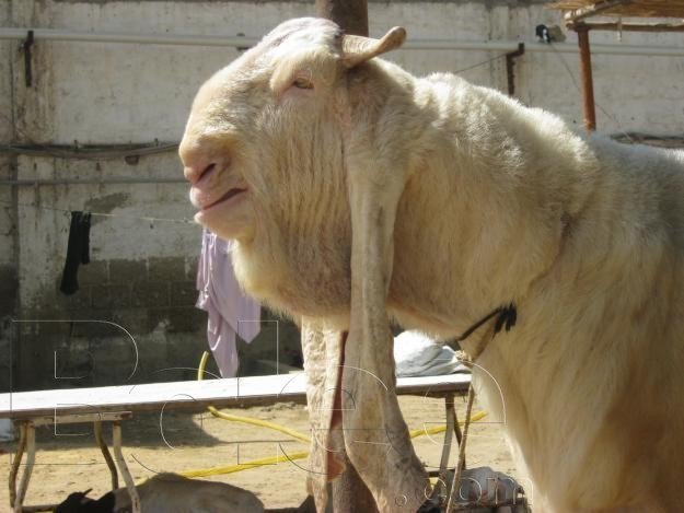 This Damascus goat : r/Eyebleach